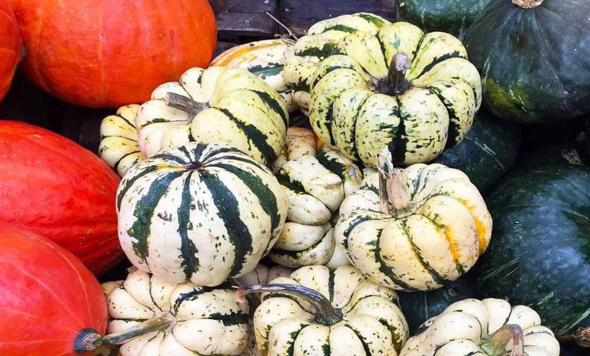 10 Superfoods For Fall – DYLN